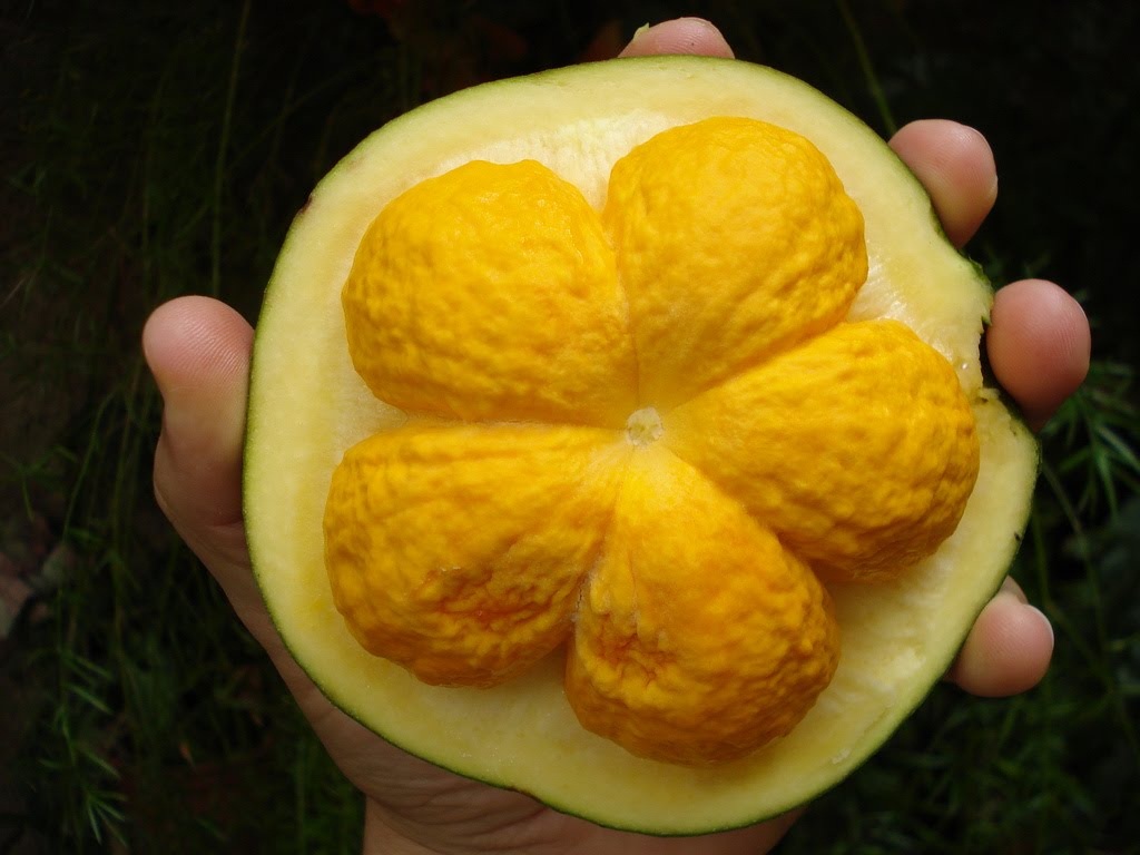 Saiba quais são as frutas típicas do Brasil - Agron Agronegócios Online