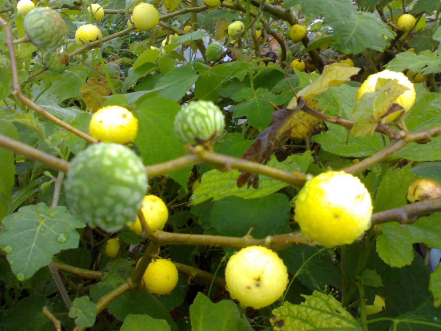 Saiba quais são as frutas típicas do Brasil - Agron Agronegócios Online