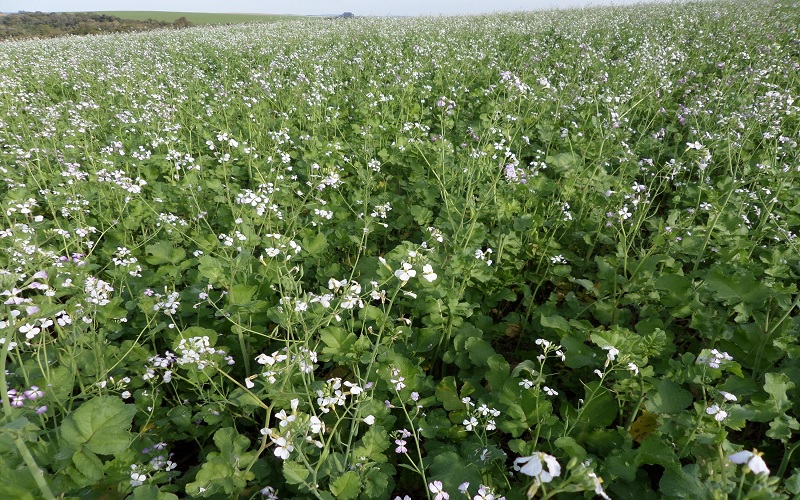Benefícios e cuidados do nabo-forrageiro - Agron Agronegócios Online