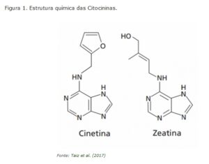 Relação da citocinina e a arquitetura de plantas - Agron Agronegócios ...
