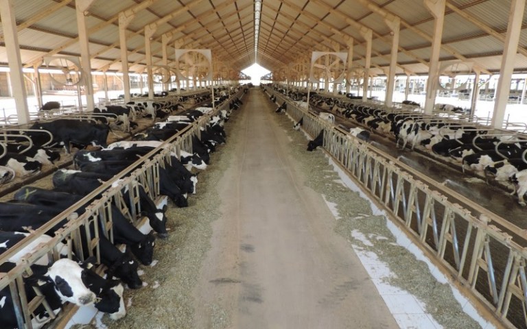 Saiba o que é acidose ruminal - Agron Agronegócios Online