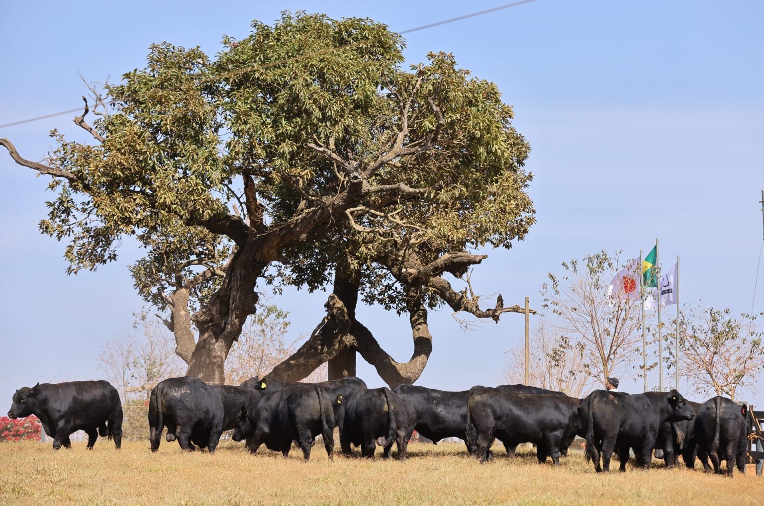 8º Leilão Primavera Casa Branca terá oferta de Angus, Brahman e ...