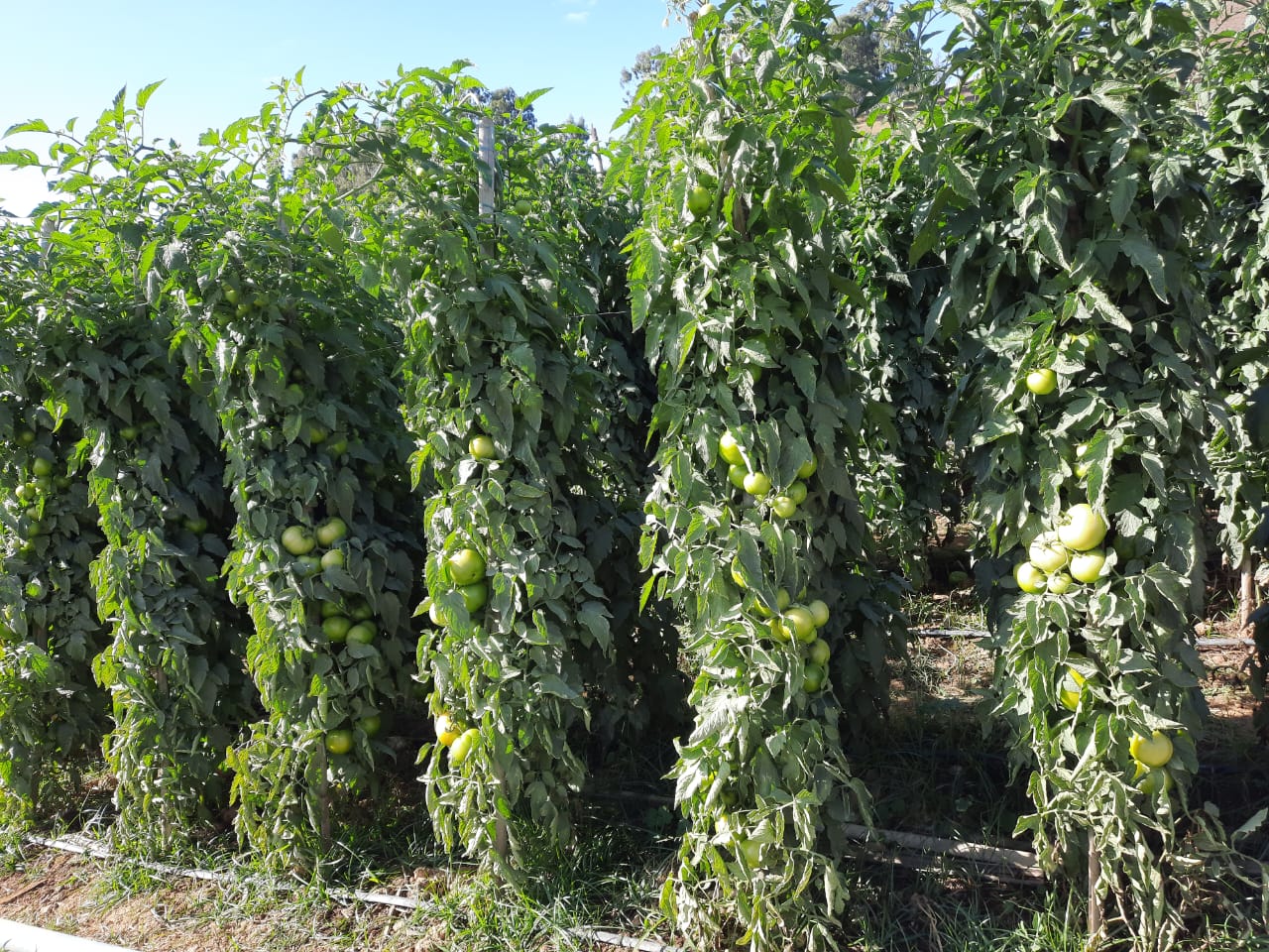 Controle da murcha de Fusarium é fundamental para tomaticultores ...