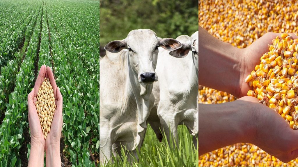 Indicador cotação boi gordo, milho e soja - Agron Agronegócios Online