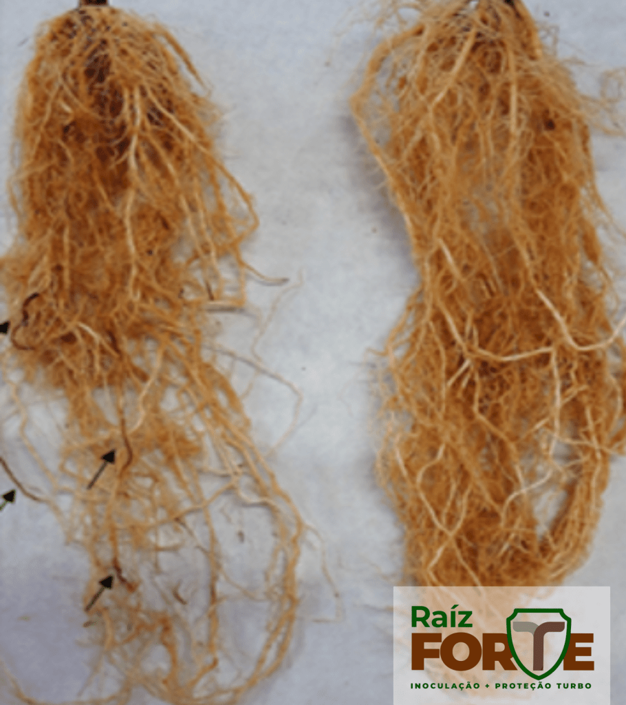 VITTIA lança Programa Raiz Forte Cana - Agron Agronegócios Online