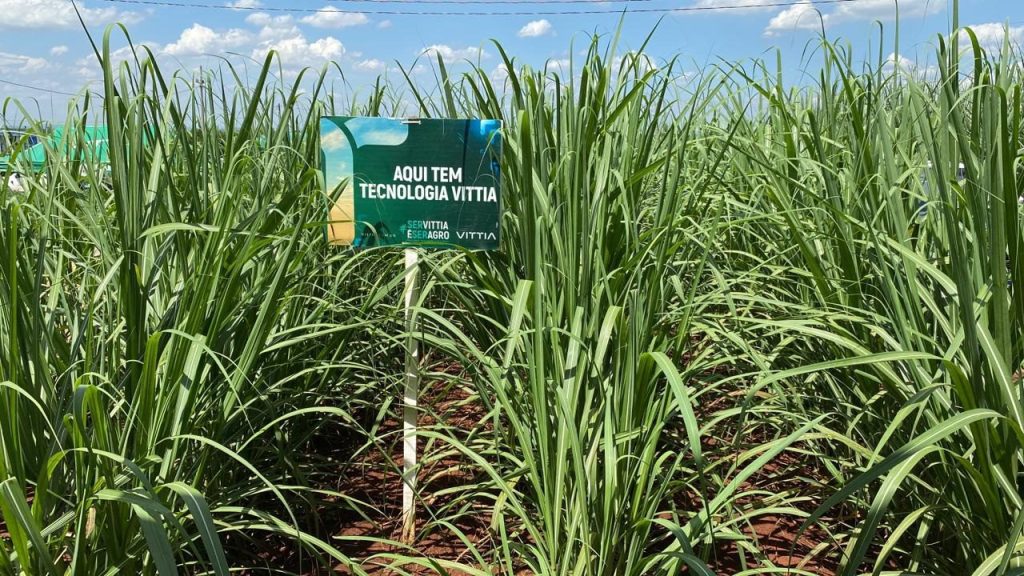 VITTIA lança Programa Raiz Forte Cana - Agron Agronegócios Online