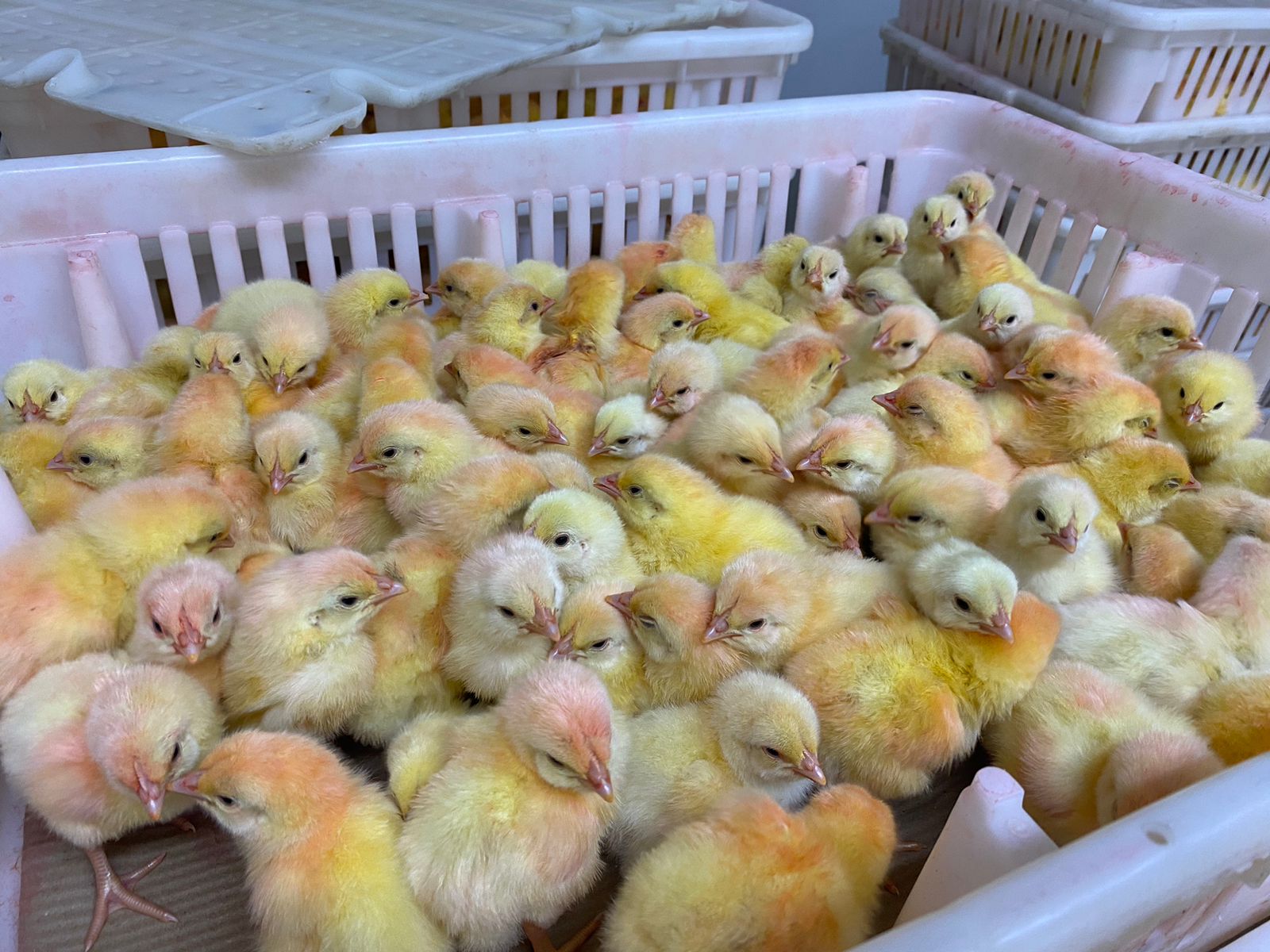 Phibro Saúde Animal lança vacina contra variante da bronquite ...