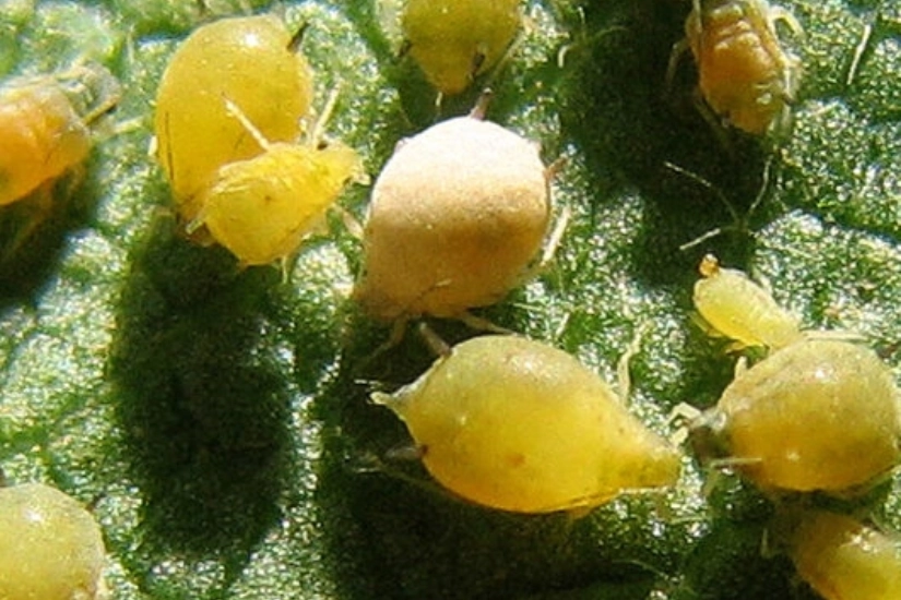 COMO COMBATER O PULGÃO DO ALGODOEIRO - Agron Agronegócios Online