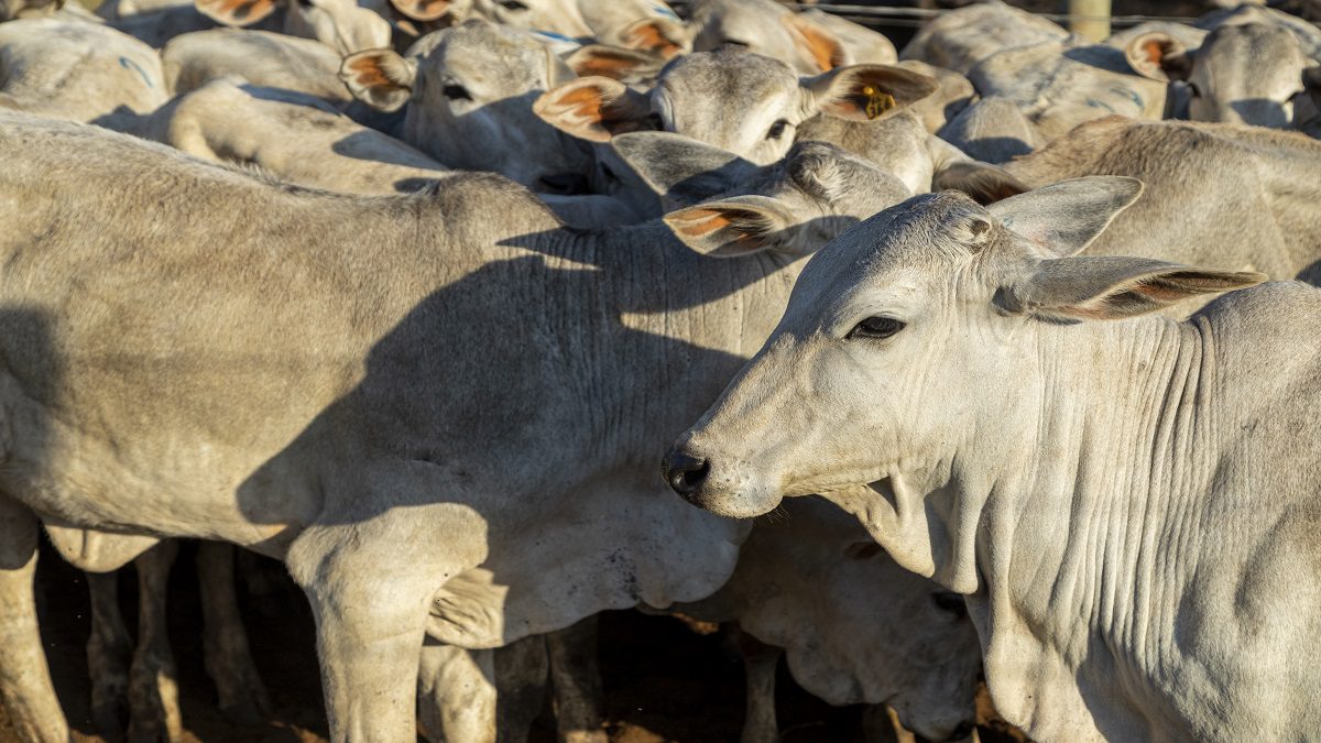 Preço da arroba do boi fechado 04/12 em SP, MG, GO e MT - Agron ...