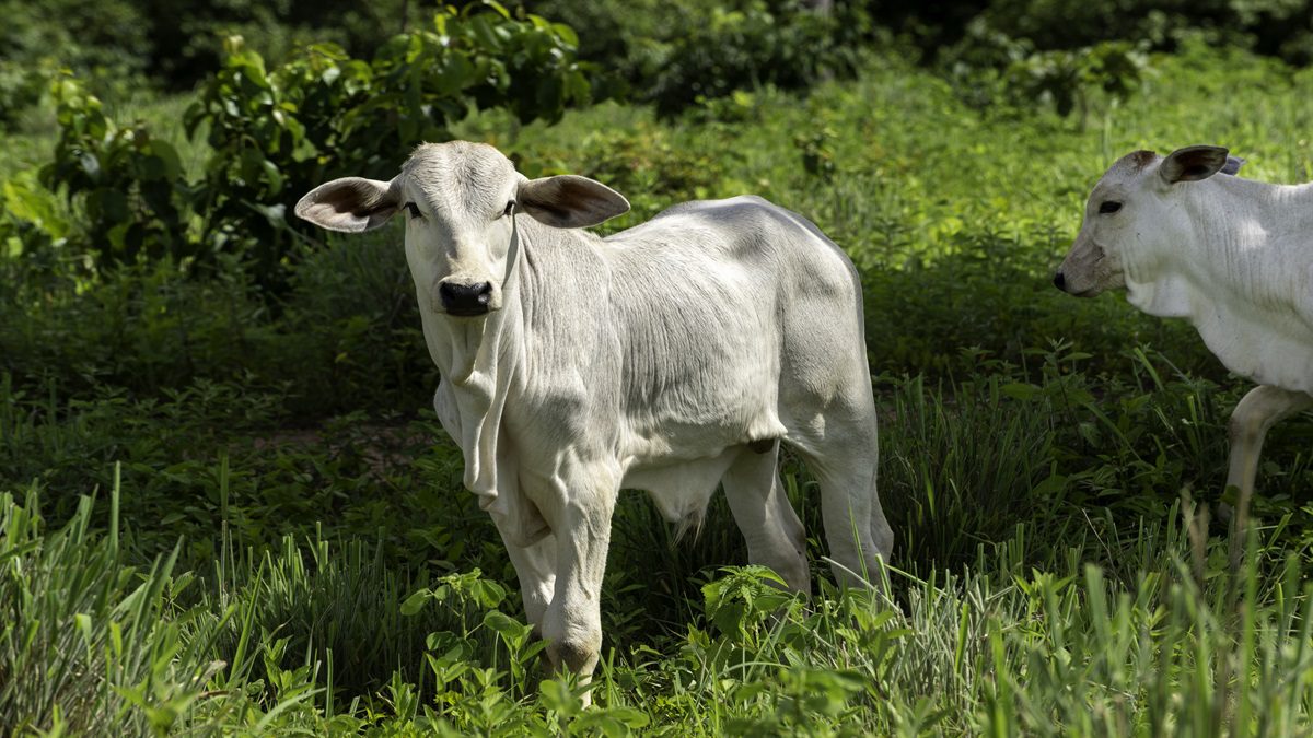 Preço do bezerro em diferentes estados - Agron Agronégocios Online