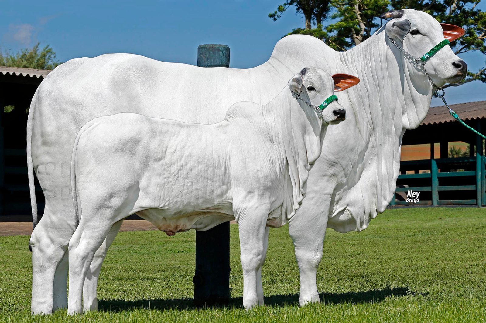 Leilão Noite do Nelore Nacional oferta 30 lotes na 89ª Expozebu - Agron ...