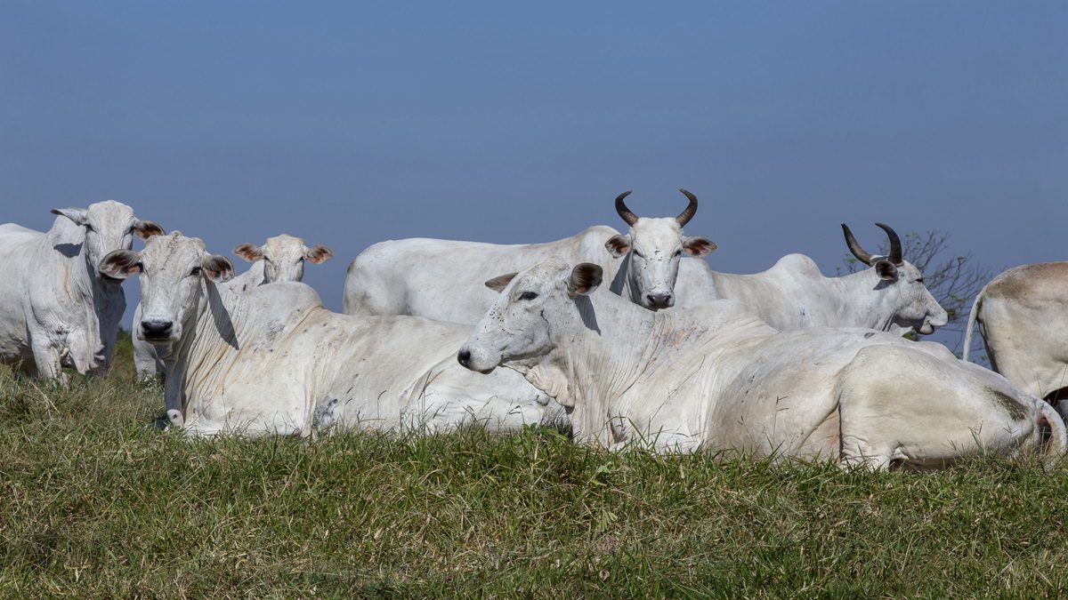 Vírus da Língua Azul na Alemanha Desafia Agricultura Europeia - Agron ...