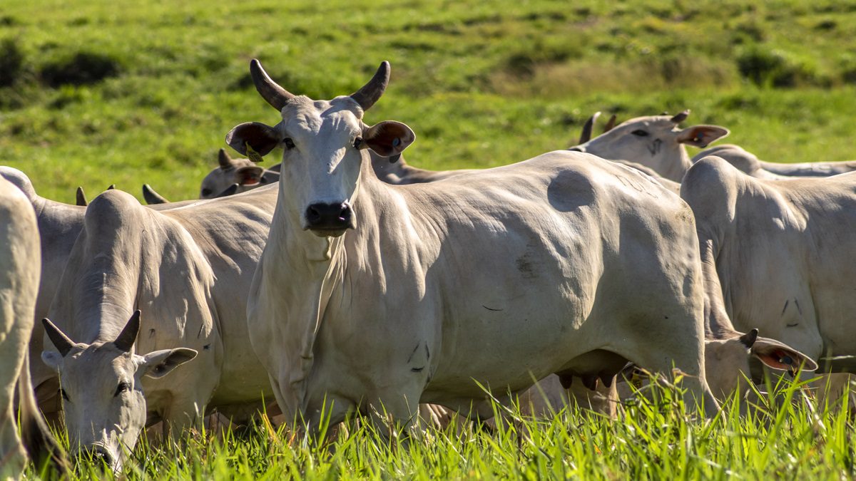 Análise Atual do Preço da Arroba da Vaca Gorda à Vista no Brasil ...