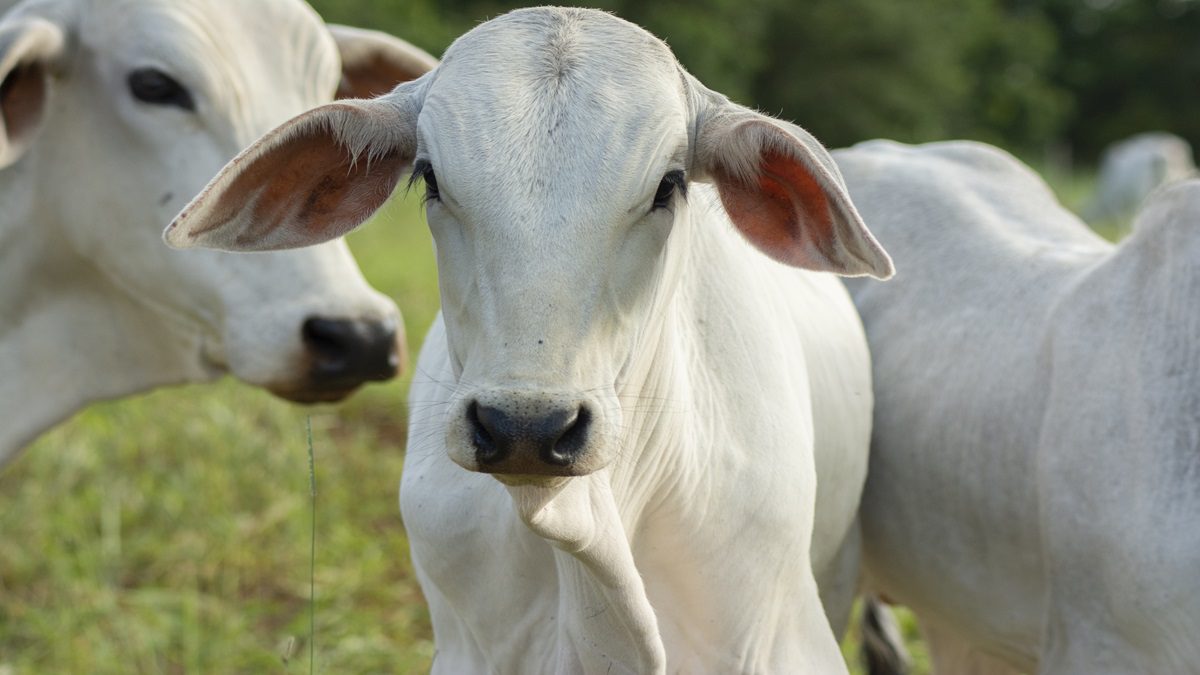 Preço Atualizado do Bezerro de Reposição: Análise por Estado - Agron ...