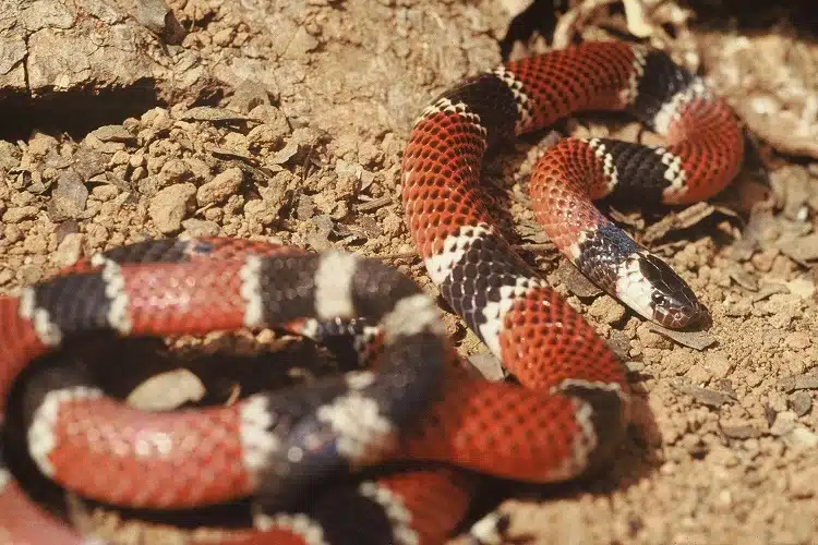 5 diferenças entre a Cobra Coral verdadeira e a falsa - Agron ...
