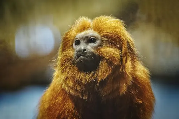 Como vive o mico-leão-dourado, que estampa a nota de R$ 20 - Agron ...