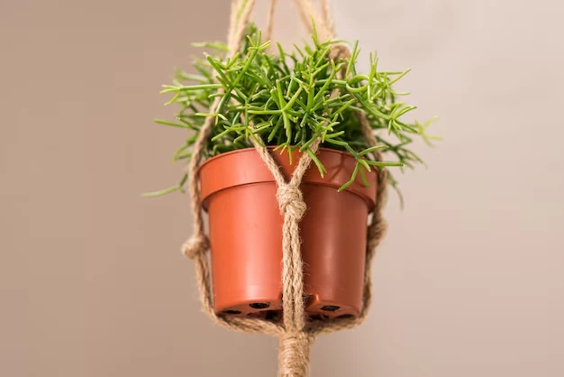 Saiba como escolher o vaso ideal para cada tipo de planta - Agron ...