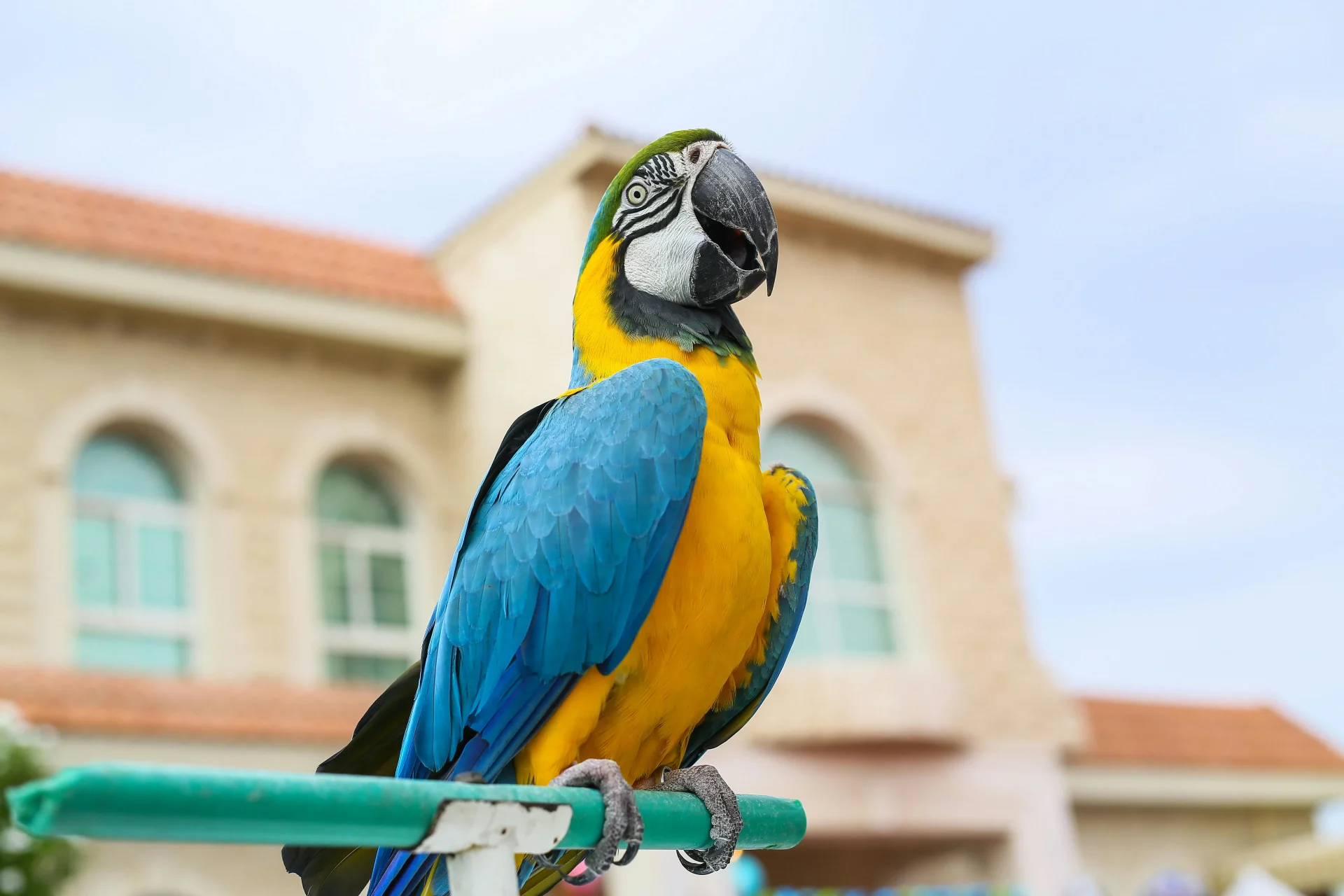 Arara-Azul: Conheça as Características, Habitat e Conservação - Agron ...