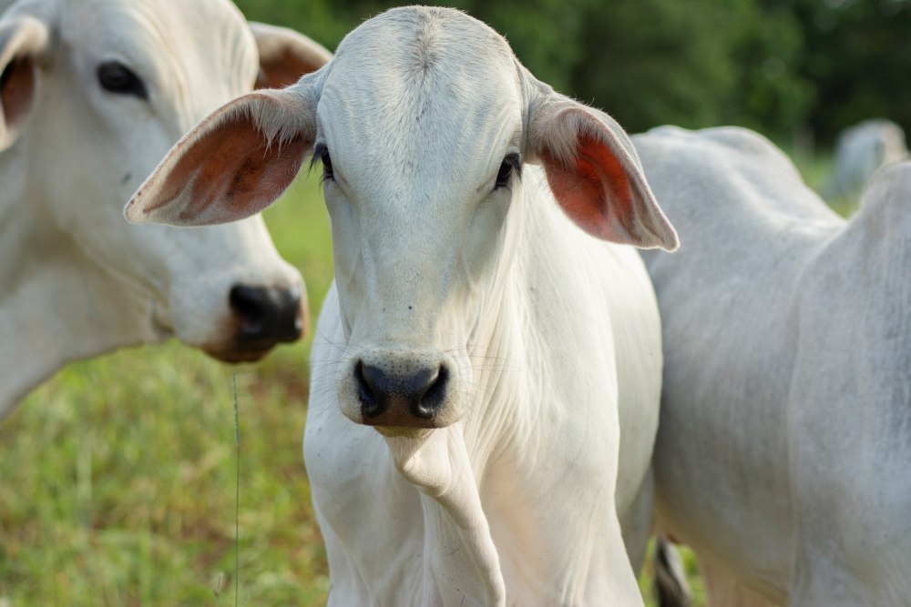 Preço do Bezerro/Desmama: Macho Nelore e Macho Mestiço - Agron ...