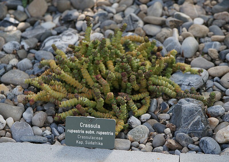 Crassula marnierana: 5 erros comuns no cultivo da Colar de jade que você pode estar cometendo ...