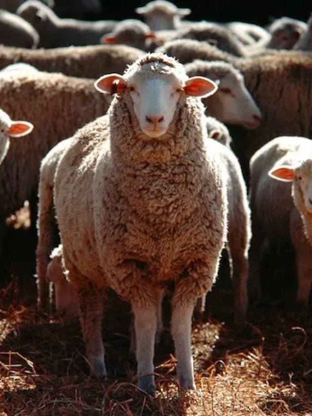 Quais as diferenças entre o carneiro e o cordeiro - Agron Agronegócios ...