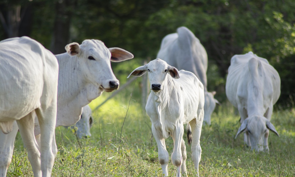 Preço do Macho Nelore: Boi Magro, Garrote, Bezerro e Desmama - Agron ...