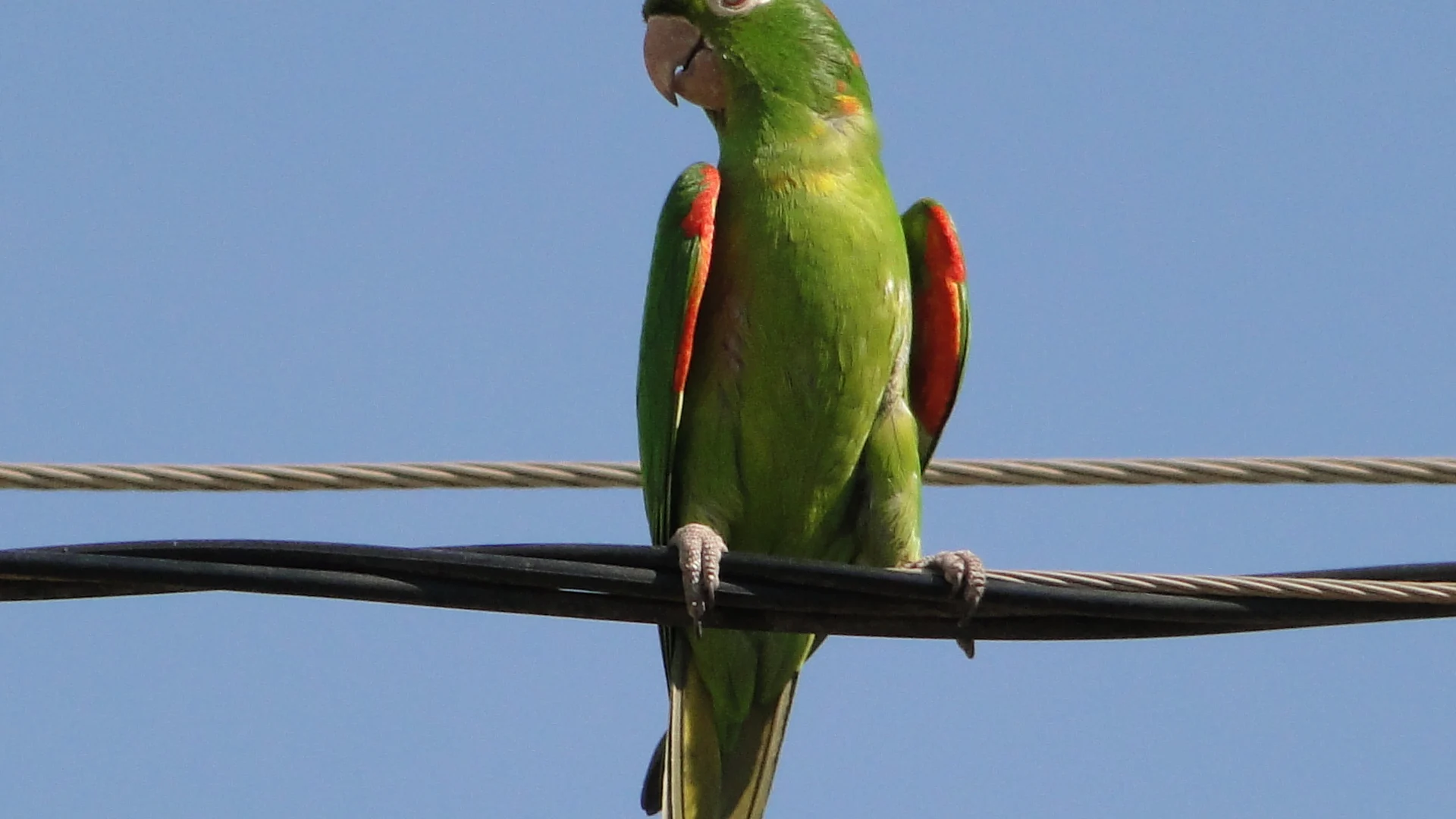 Maritaca – Alimentação, Manejo e Cuidados com