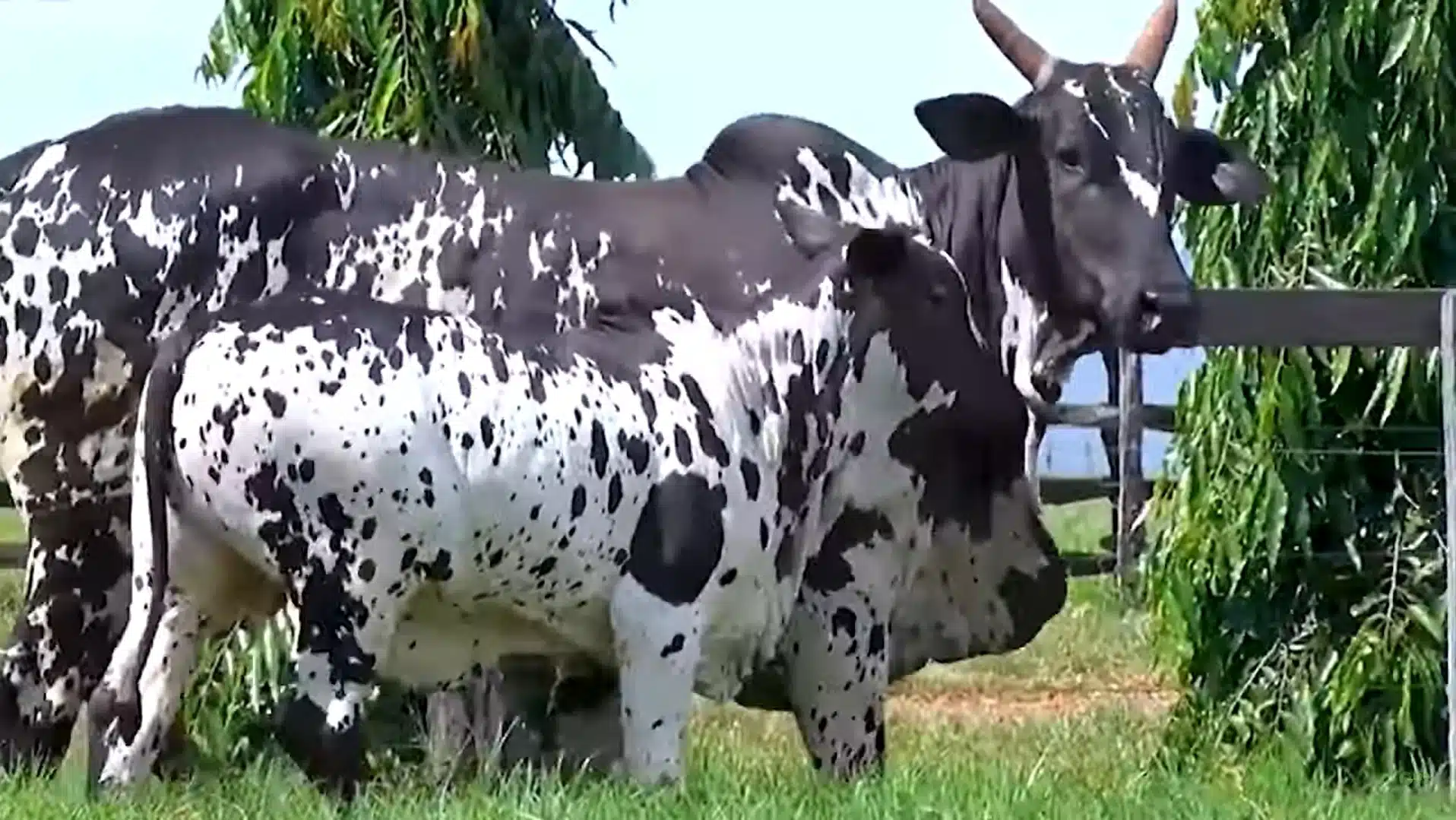 O que é Medicina veterinária? - Agron Agronégocios Online