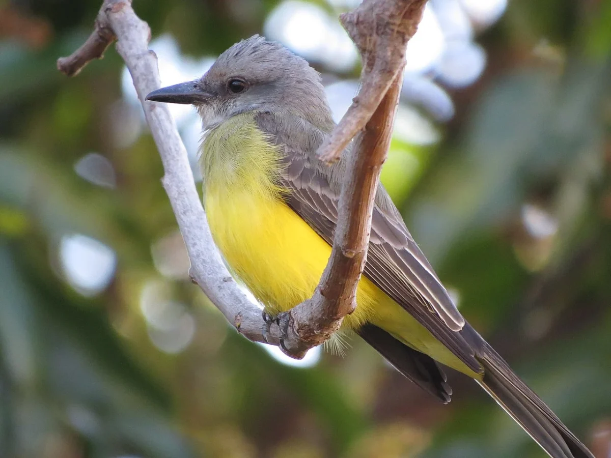 Canto do Bem-te-vi: Comunicação Com A Natureza