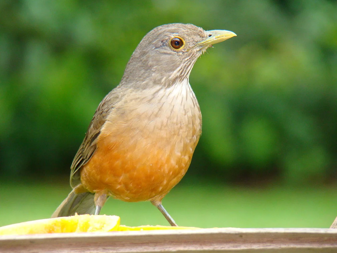 Sabiá-laranjeira: símbolo do Brasil e seus cuidados