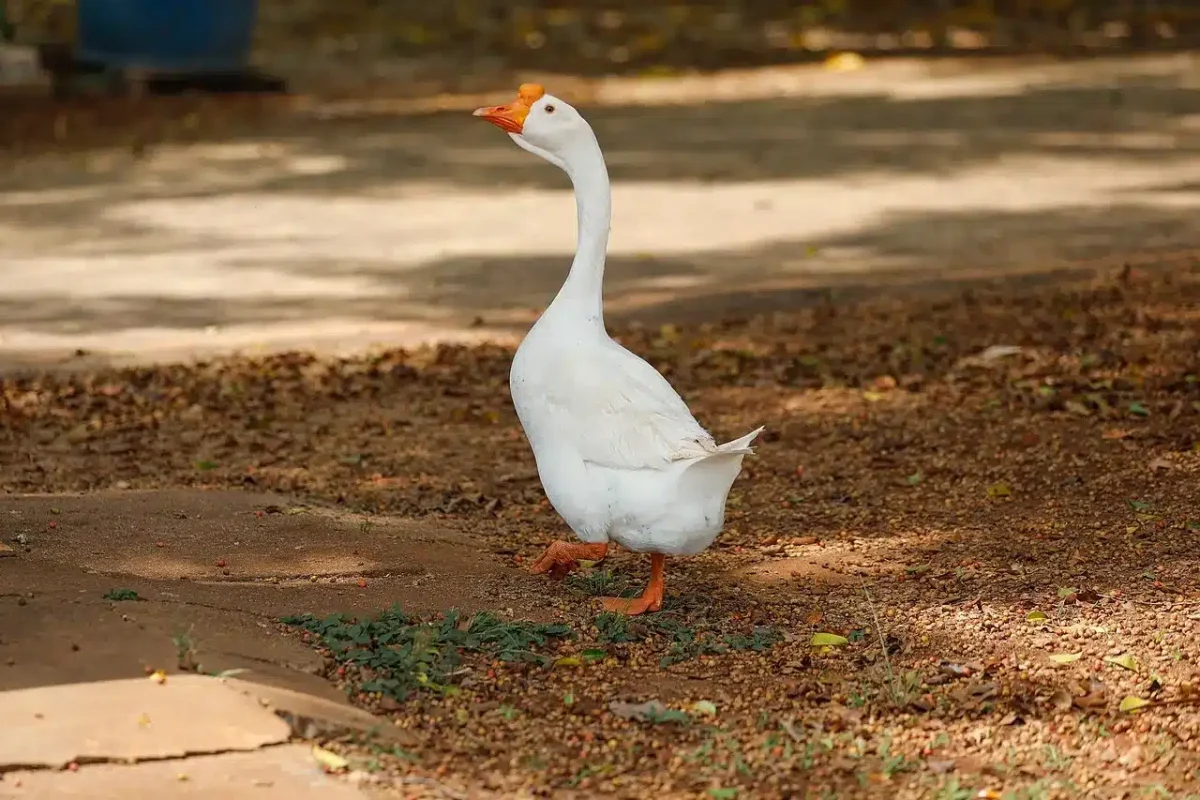 Diferença entre Pato e Ganso: Guia Completo para Identificar
