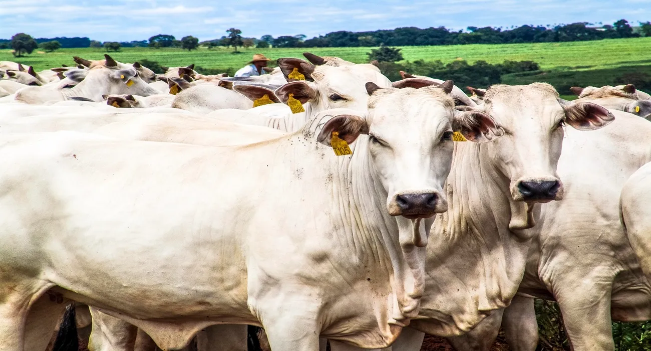 Cortes de Carne Bovina: O Mapa do Boi Revelado! - Agron Agronegócios Online