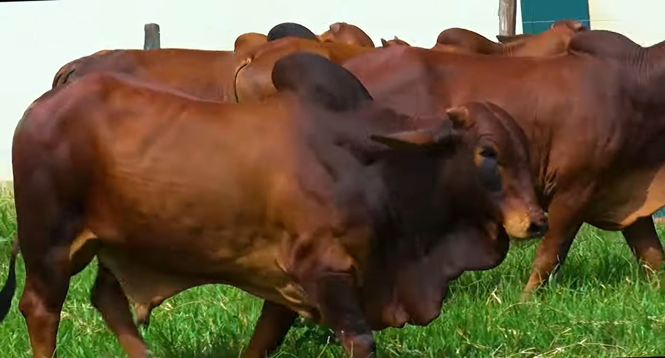 Gado Sindi: Resistência ao calor com retorno garantido