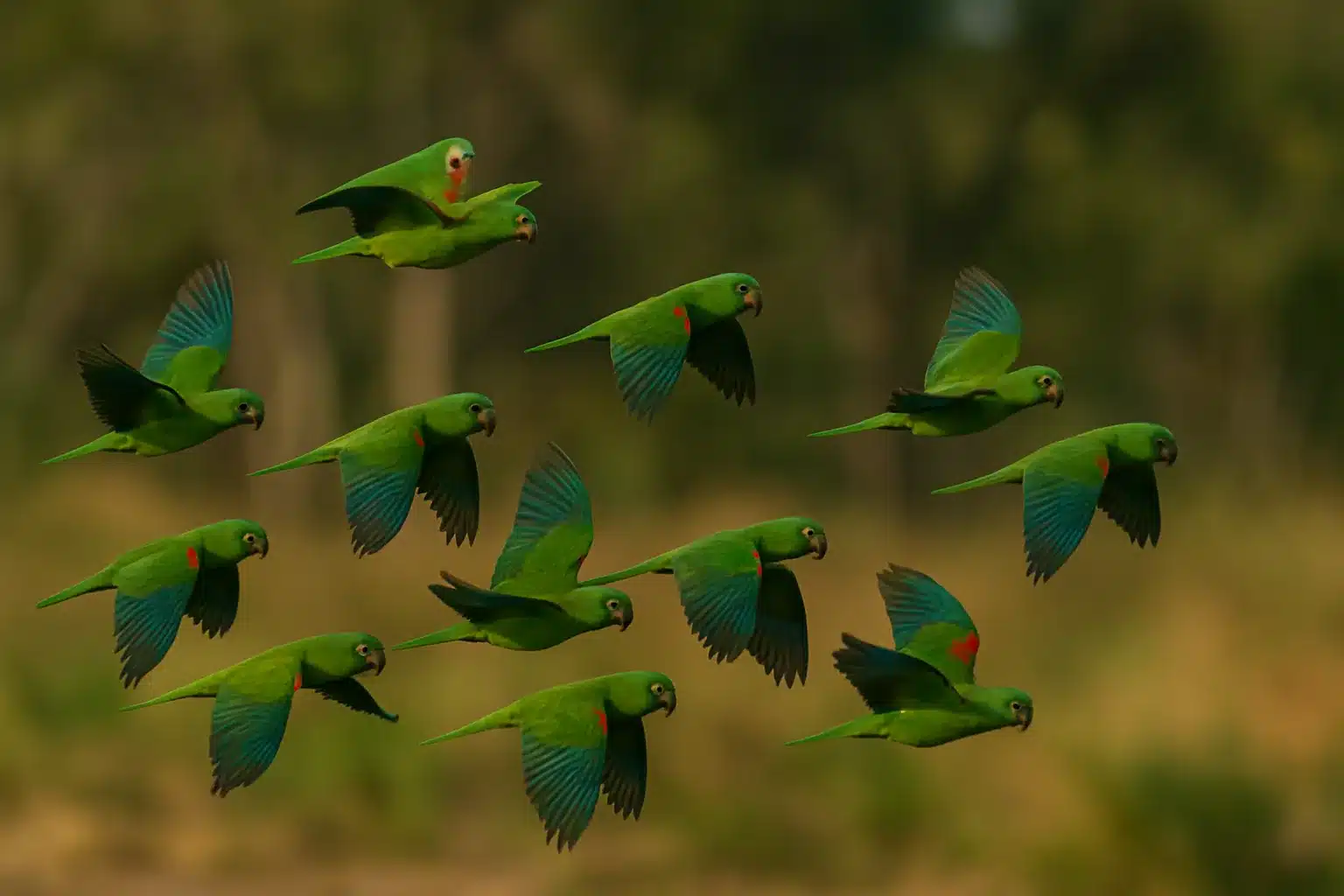 Maritaca: bico curvo e voo em bando para espantar predadores