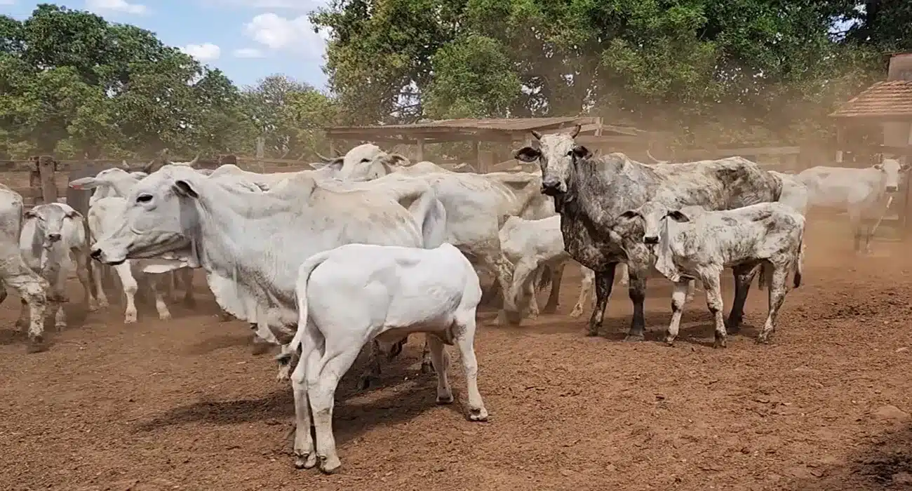 Vaca gorda: O mapa completo dos preços no Brasil