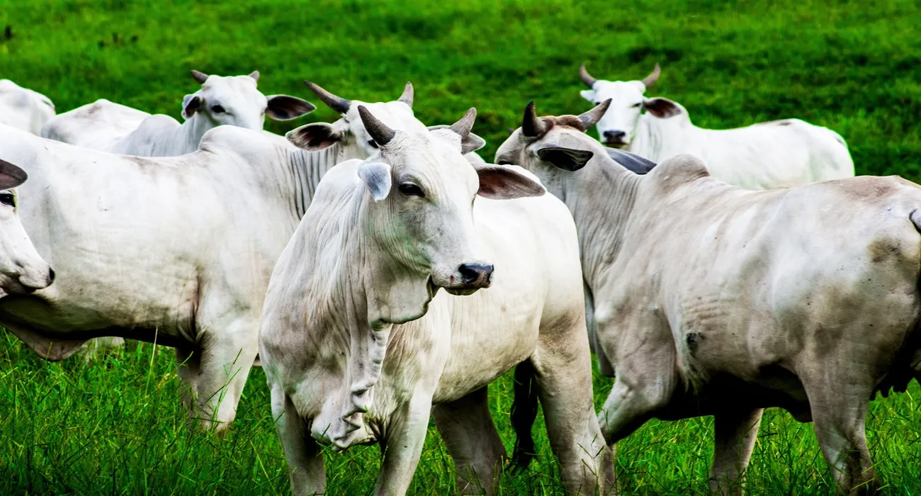Cortes de Carne Bovina: O Mapa do Boi Revelado! - Agron Agronegócios Online