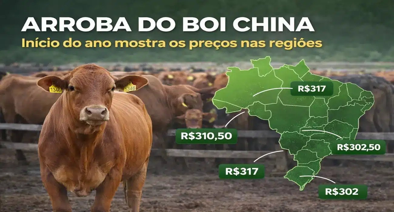 Arroba da vaca gorda: Virada do ano redefine os preços